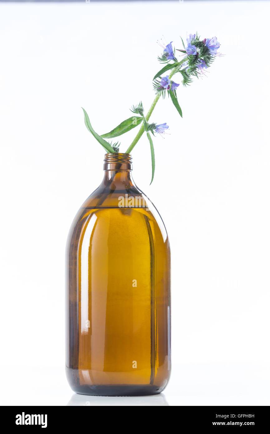 Borage oil Borago Officinalis Stock Photo - Alamy
