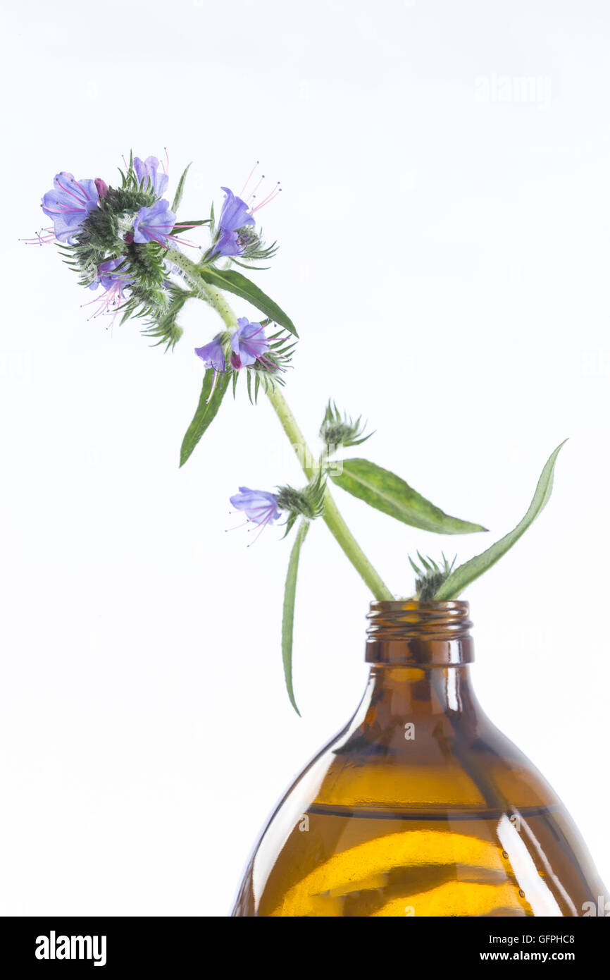Borage oil Borago Officinalis Stock Photo - Alamy