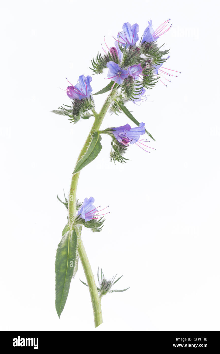 Borage plant (Borago officinalis) isolated on white background Stock ...
