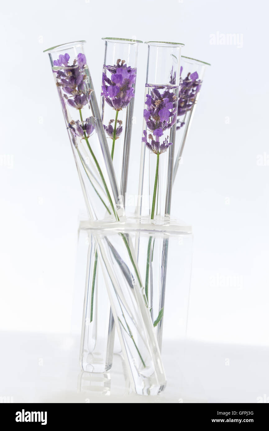 cosmetology lab Lavender Flowers in test tubes Stock Photo - Alamy