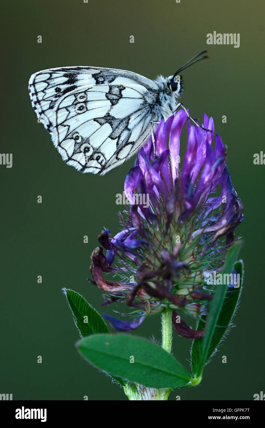 Marbled whites hi-res stock photography and images - Alamy
