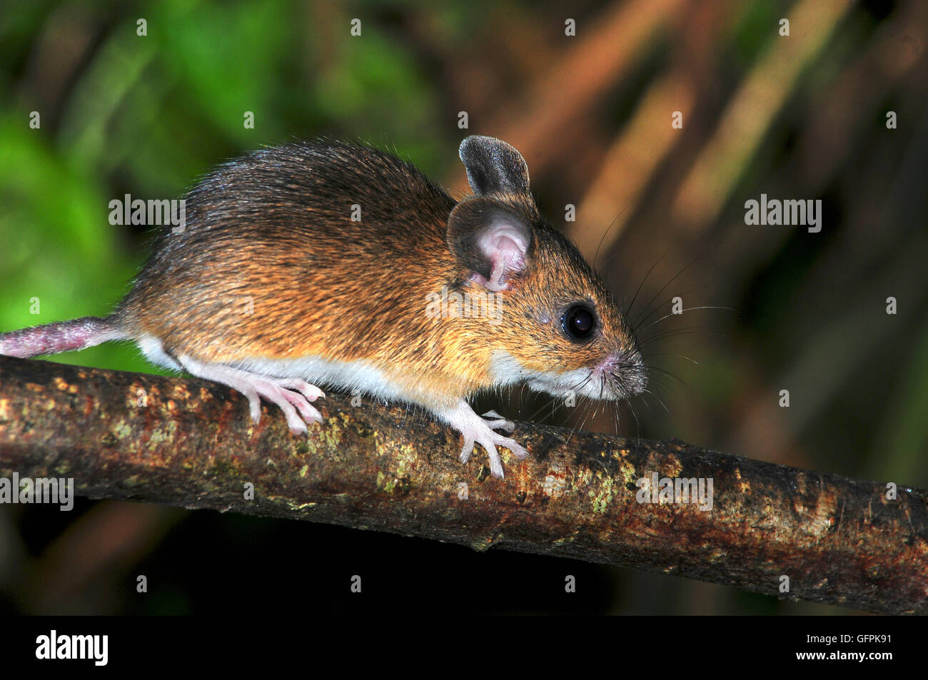 Scurrying High Resolution Stock Photography and Images - Alamy