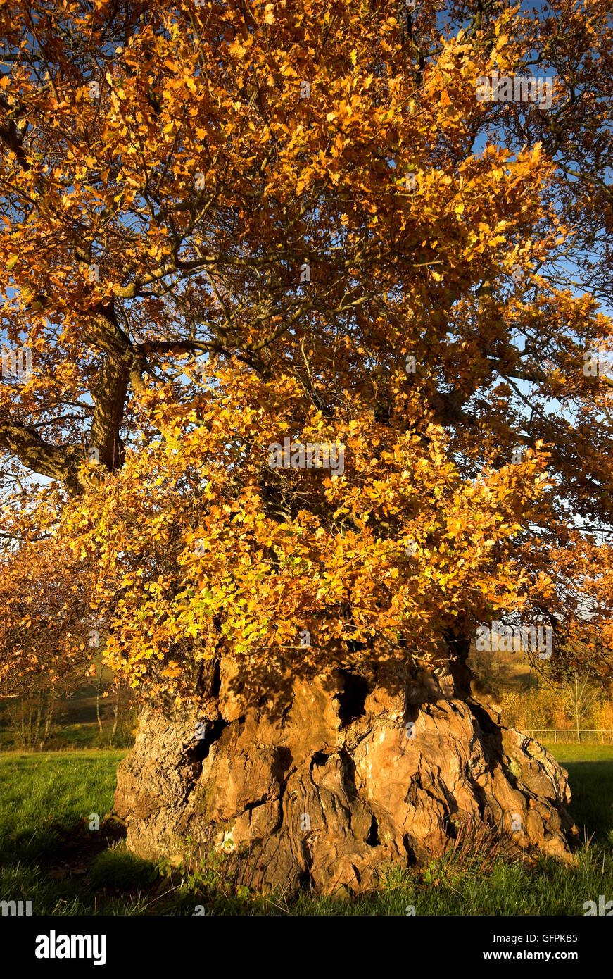 Ancient English oak tree in autumn UK Stock Photo - Alamy