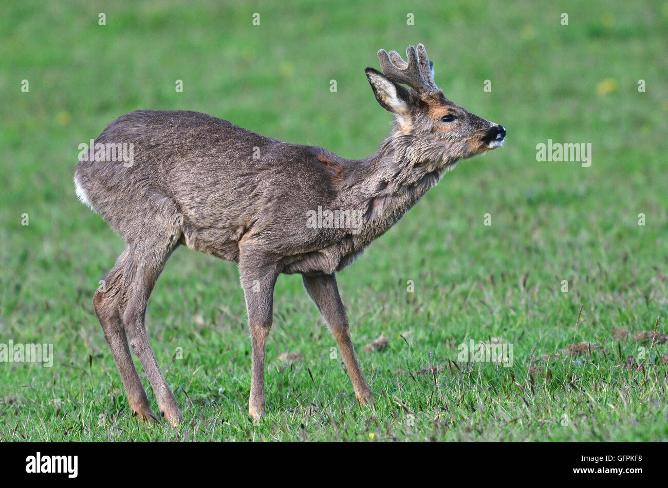 roe deer buck Stock Photo - Alamy