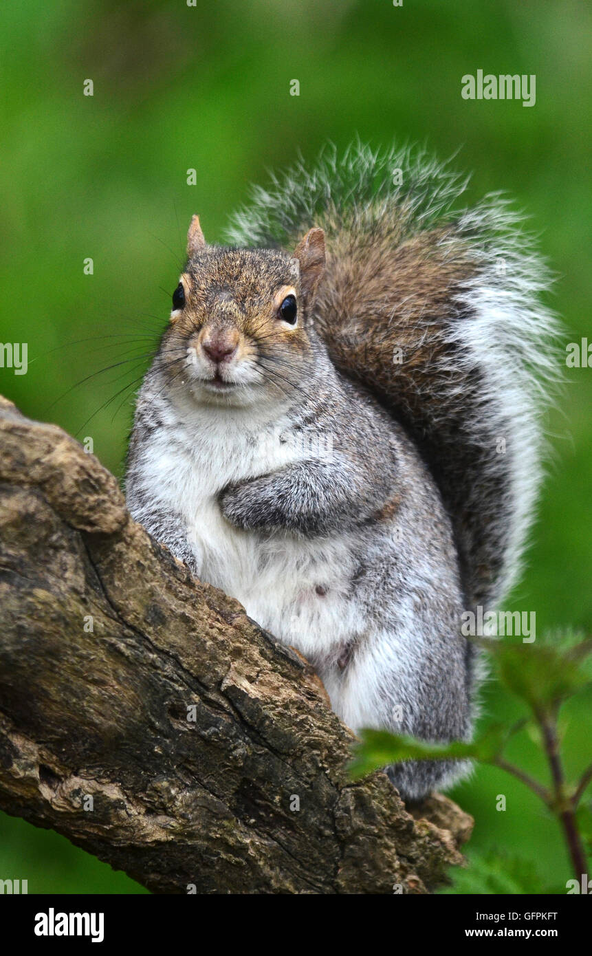 Grey Squirrel Tree High Resolution Stock Photography and Images - Alamy