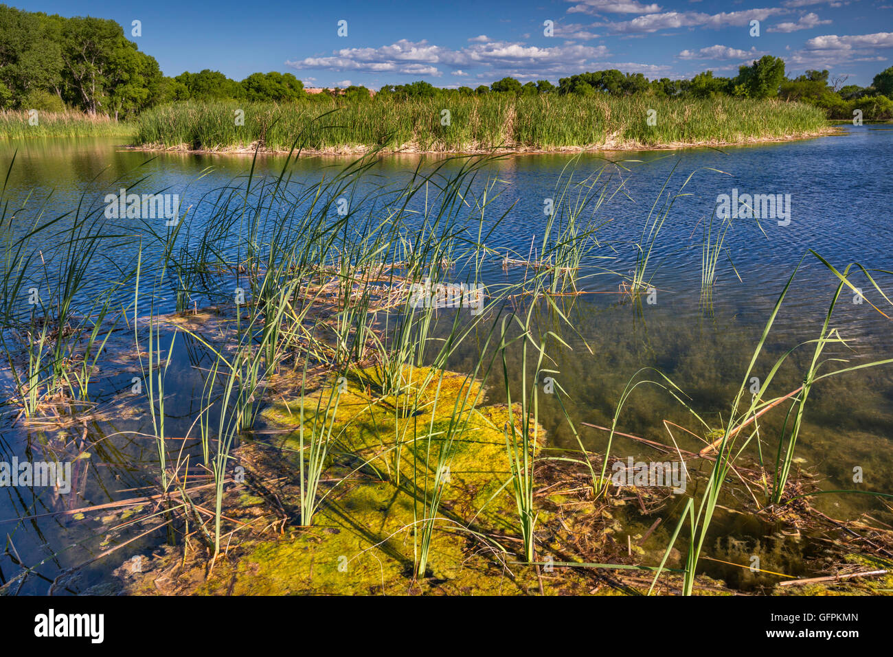 Lagoon at riparian zone in Verde River Valley, Dead Horse Ranch State ...