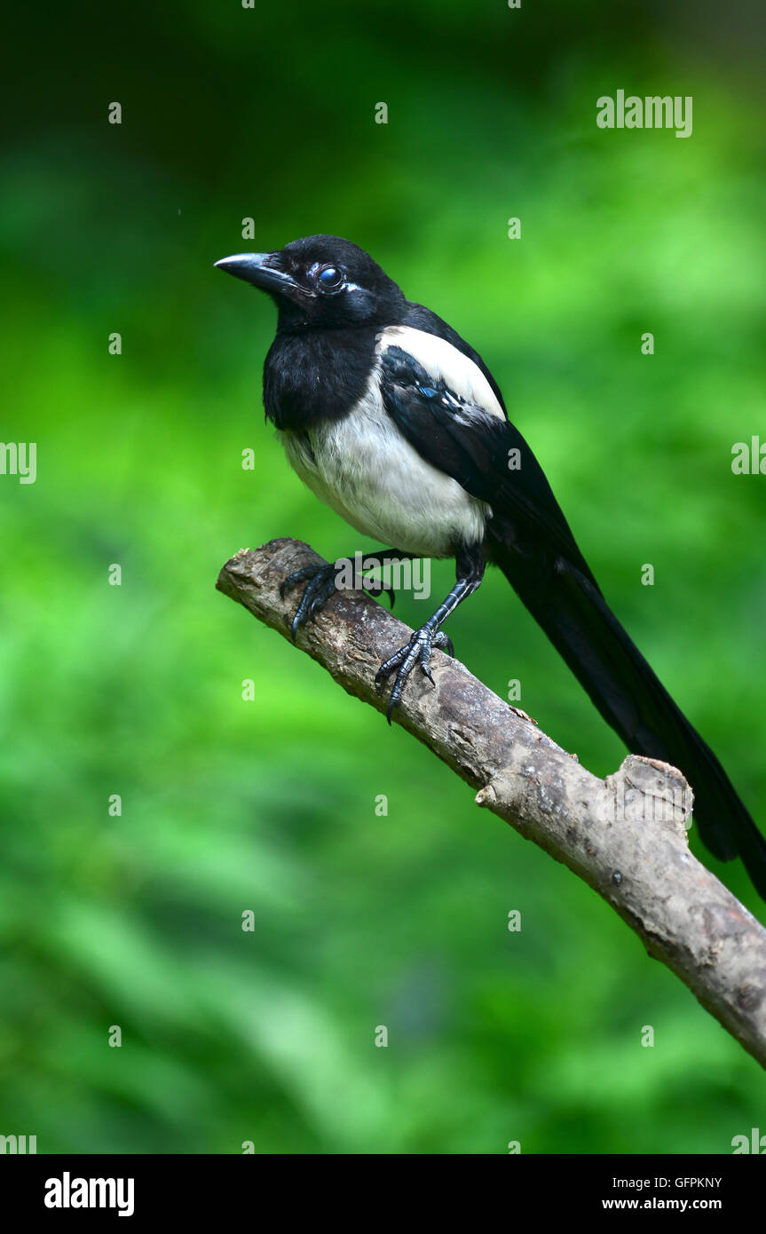 Magpie hi-res stock photography and images - Alamy