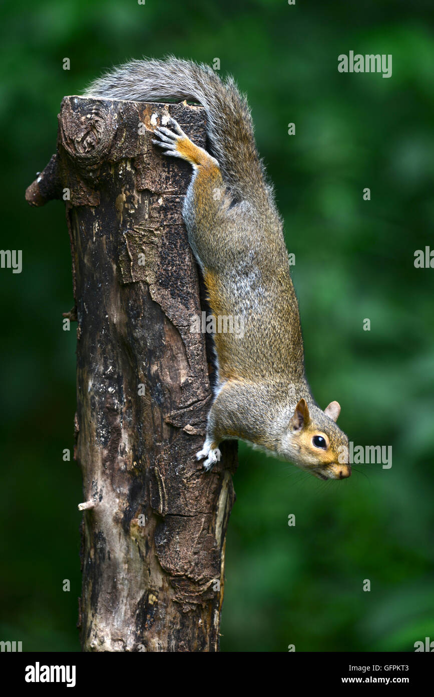 Grey Squirrel Tree High Resolution Stock Photography and Images - Alamy