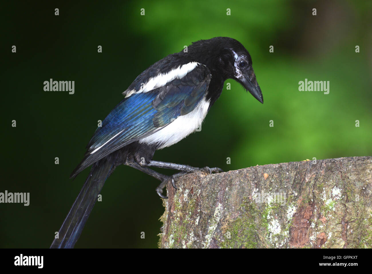 Common magpie hi-res stock photography and images - Alamy