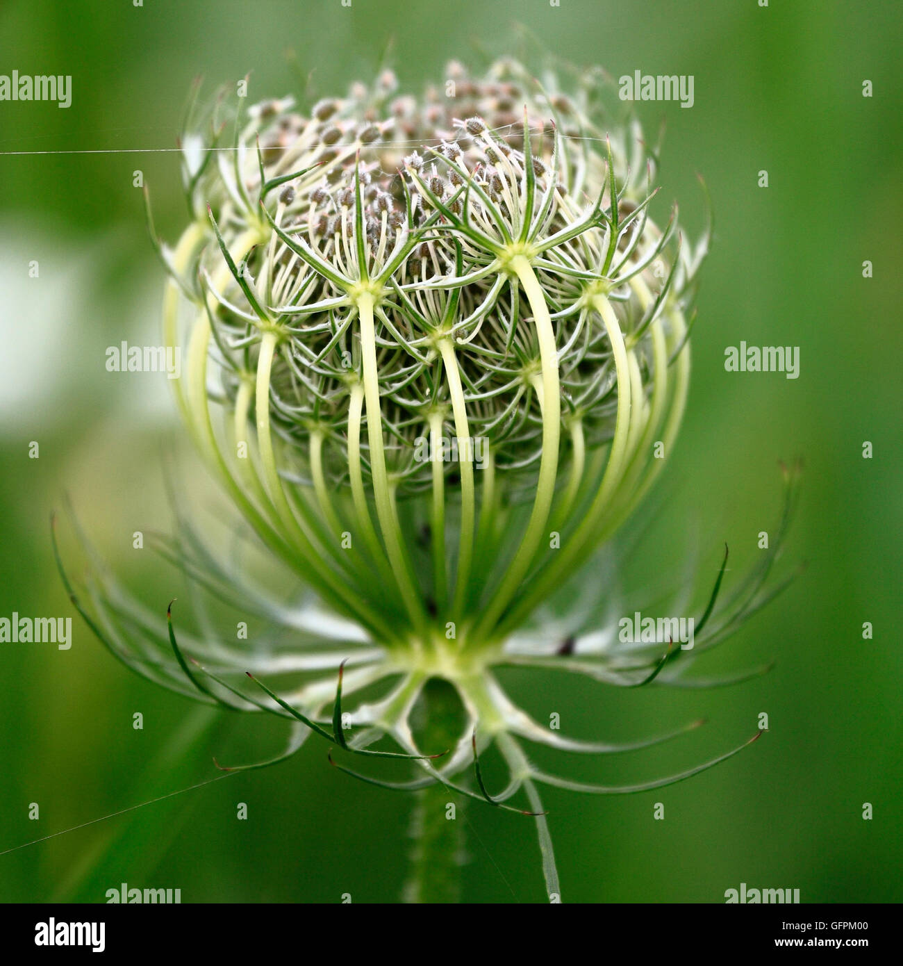 Daucus flower seed head hi-res stock photography and images - Alamy