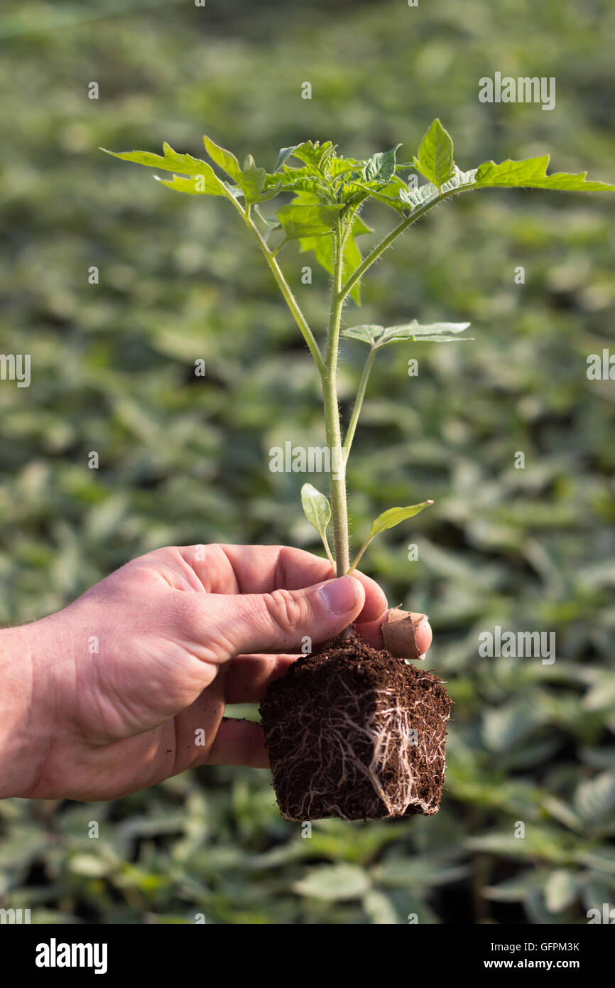 Tomato Seedling in the hands of agriculture, with visible root Young ...