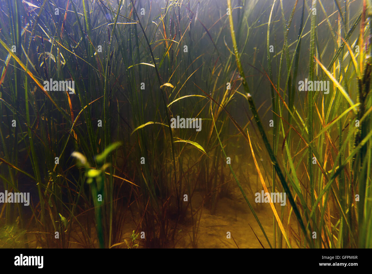 Freshwater underwater scene Freshwater fish rivers and lakes Swamp ...