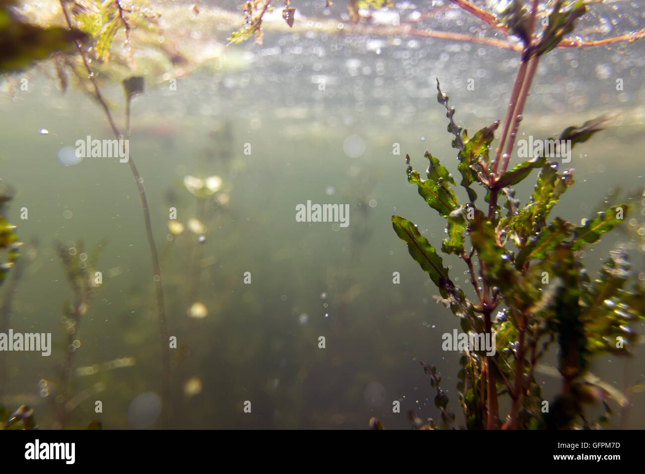 Freshwater underwater scene Freshwater fish rivers and lakes Swamp ...