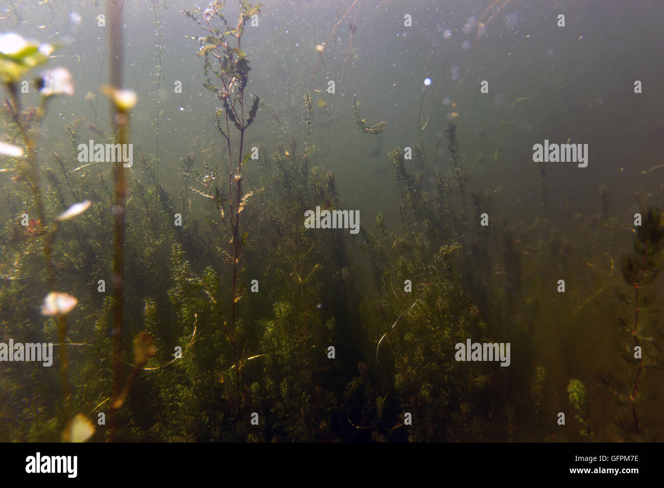 Freshwater underwater scene Freshwater fish rivers and lakes Swamp ...