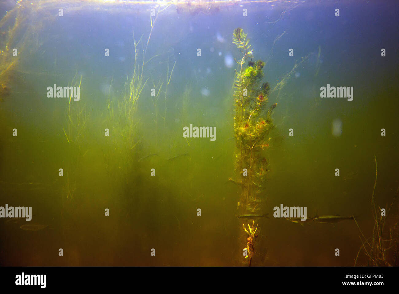 Freshwater underwater scene Freshwater fish rivers and lakes Swamp ...