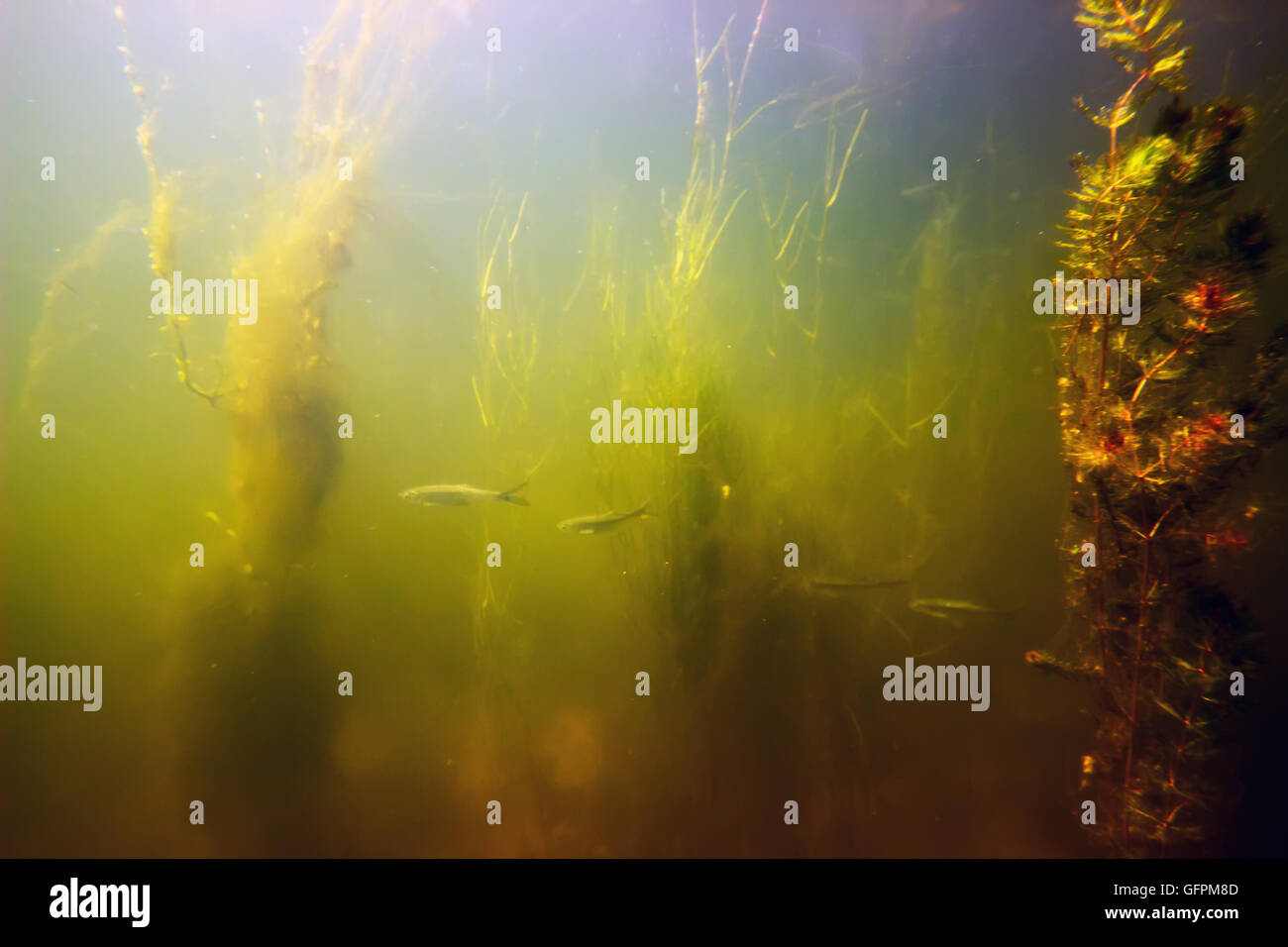 Freshwater underwater scene Freshwater fish rivers and lakes Swamp ...
