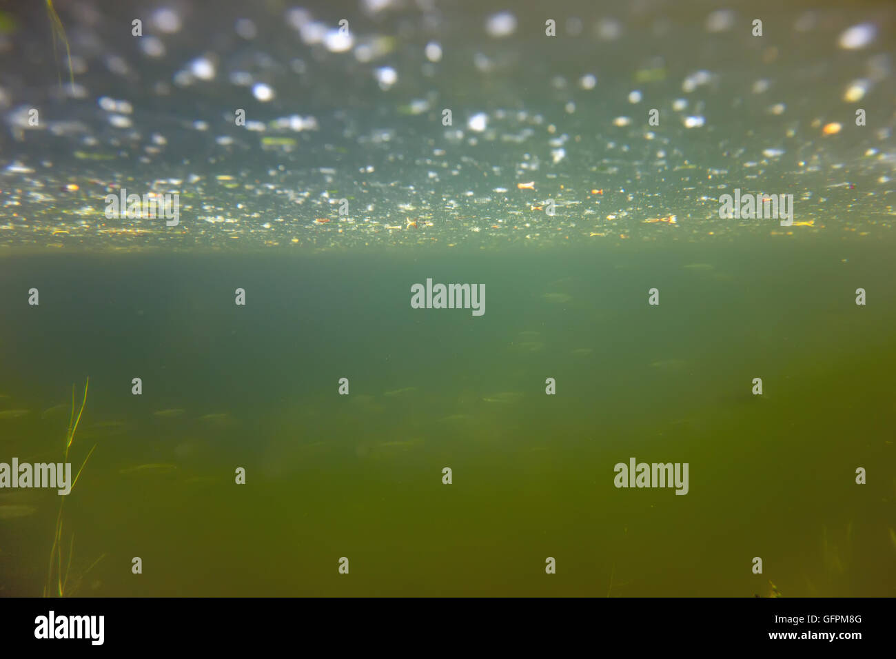 Freshwater underwater scene Freshwater fish rivers and lakes Swamp ...