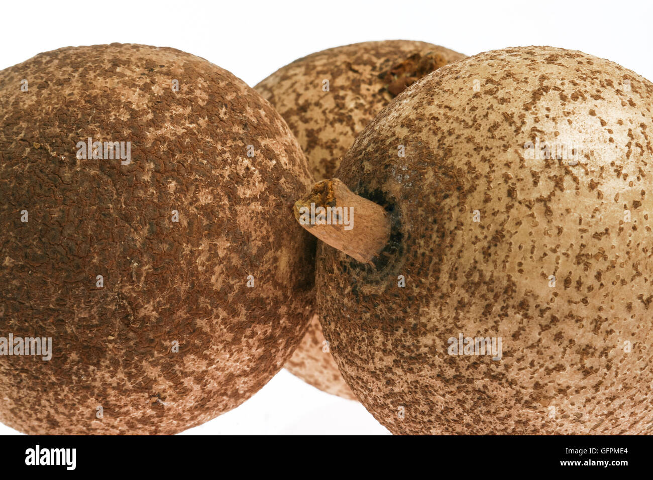 Mammee apple (Mammea americana) isolated in white background Stock ...
