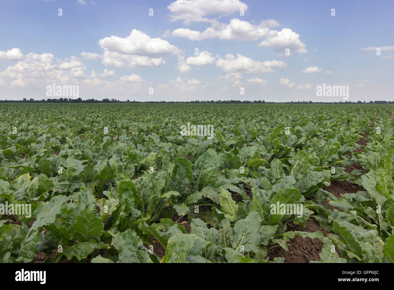 Sugar beet crops field, agricultural landscape. Summer landscape ...