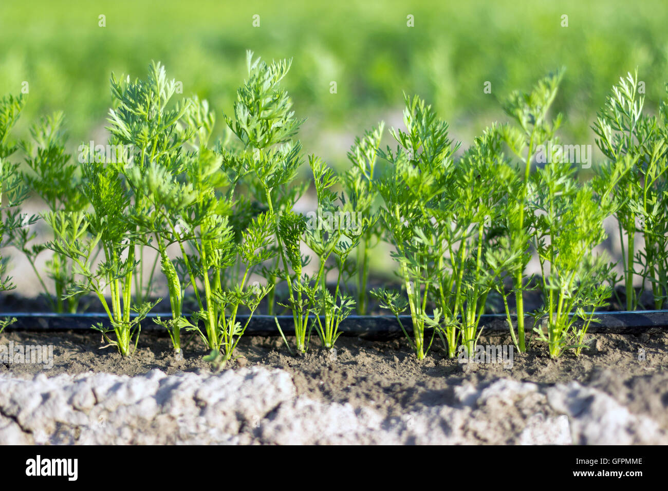 Close up carrot field Stock Photo - Alamy