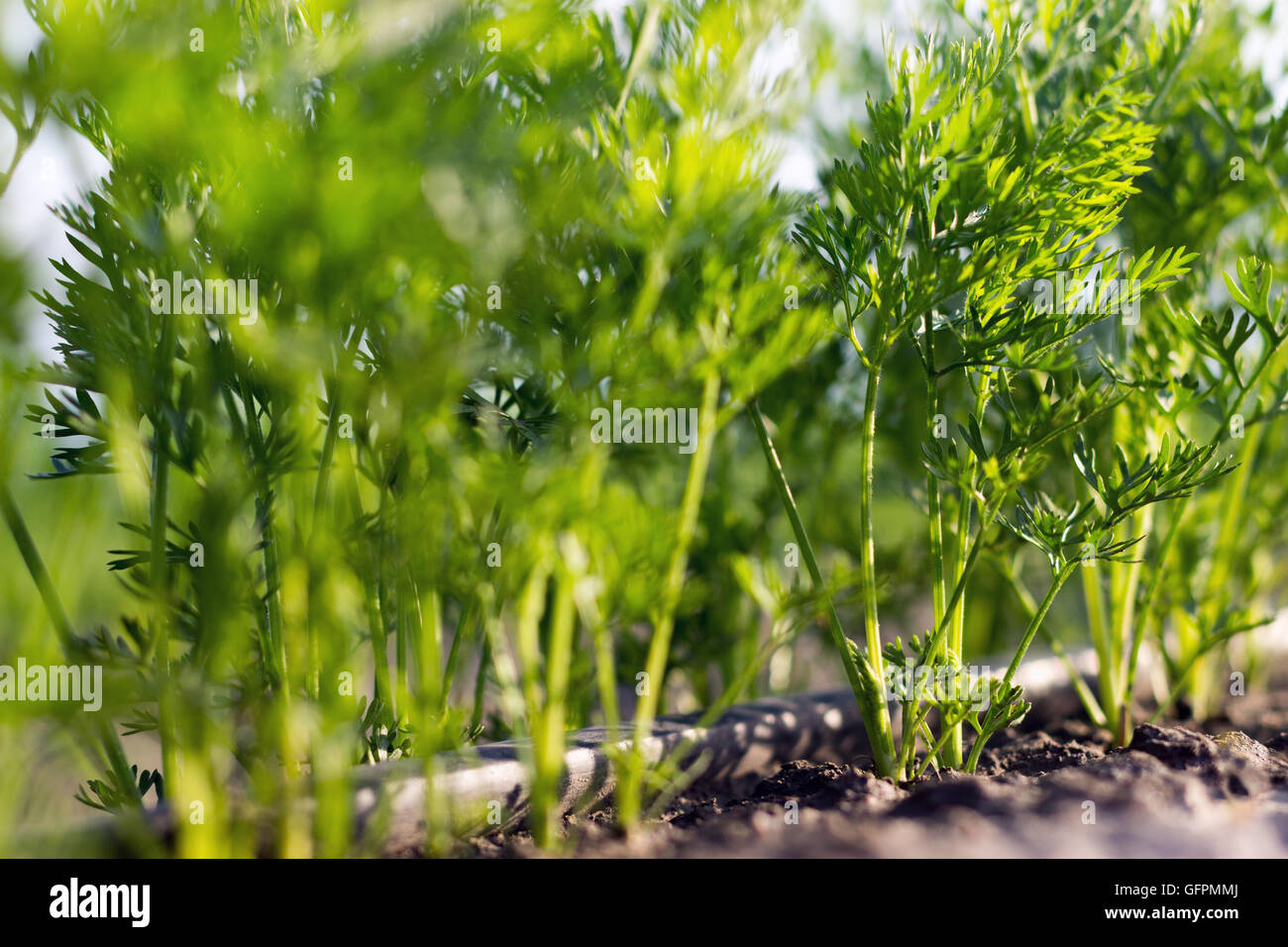 Close up carrot field Stock Photo - Alamy