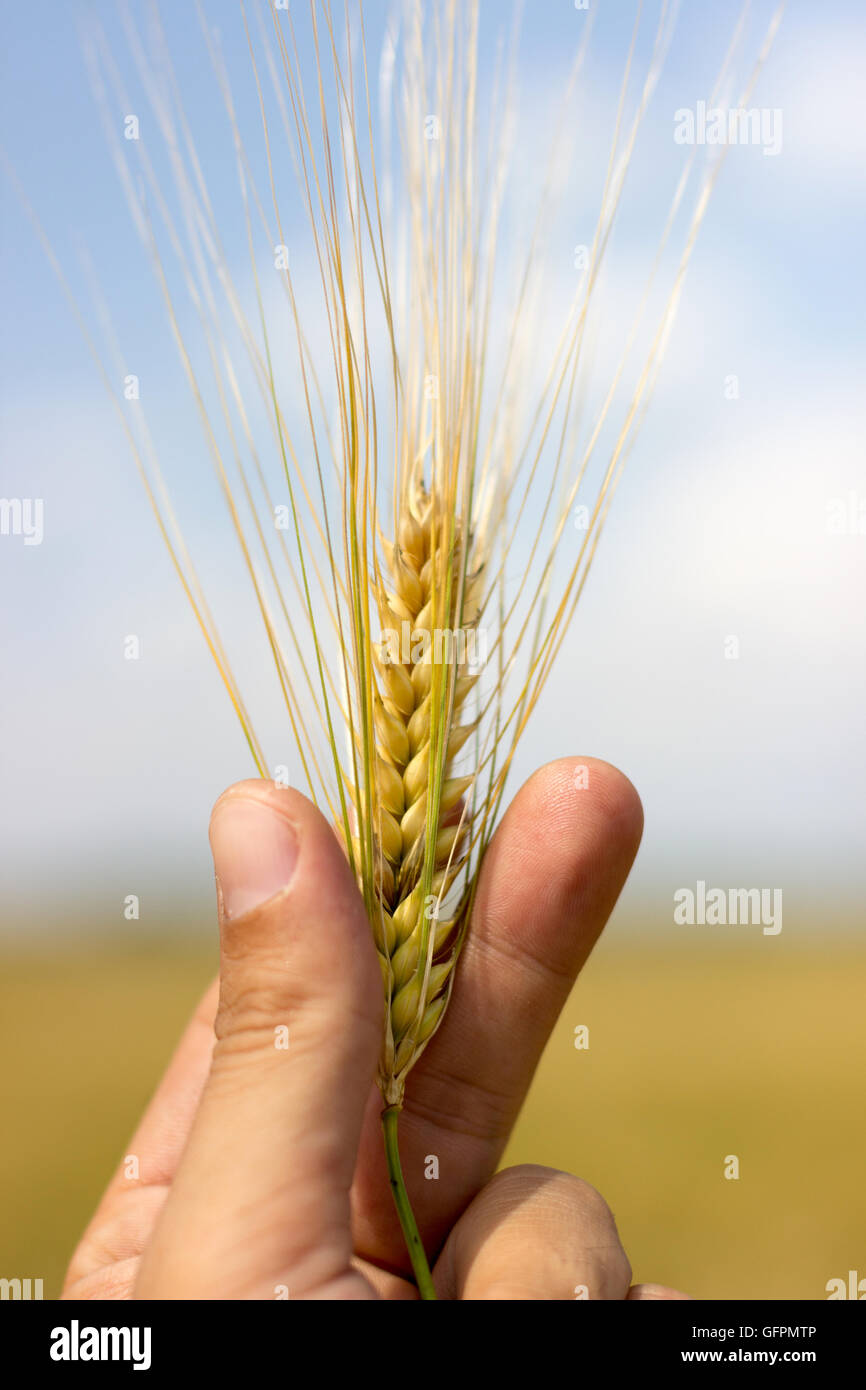 Hand holding wheat Stock Photo - Alamy