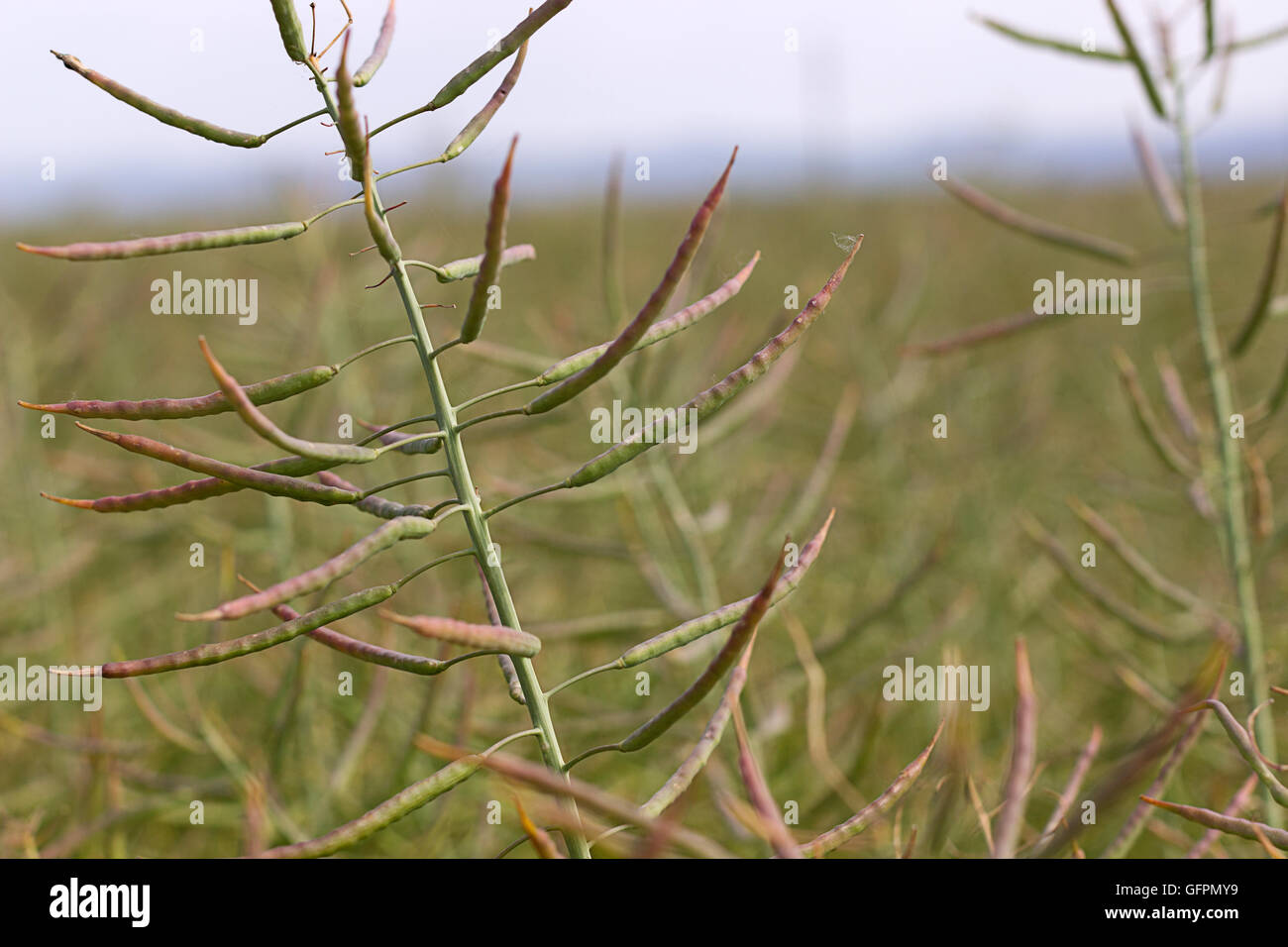 Rapeseed field, Blooming canola flowers close up Rapeseed seed pods ...