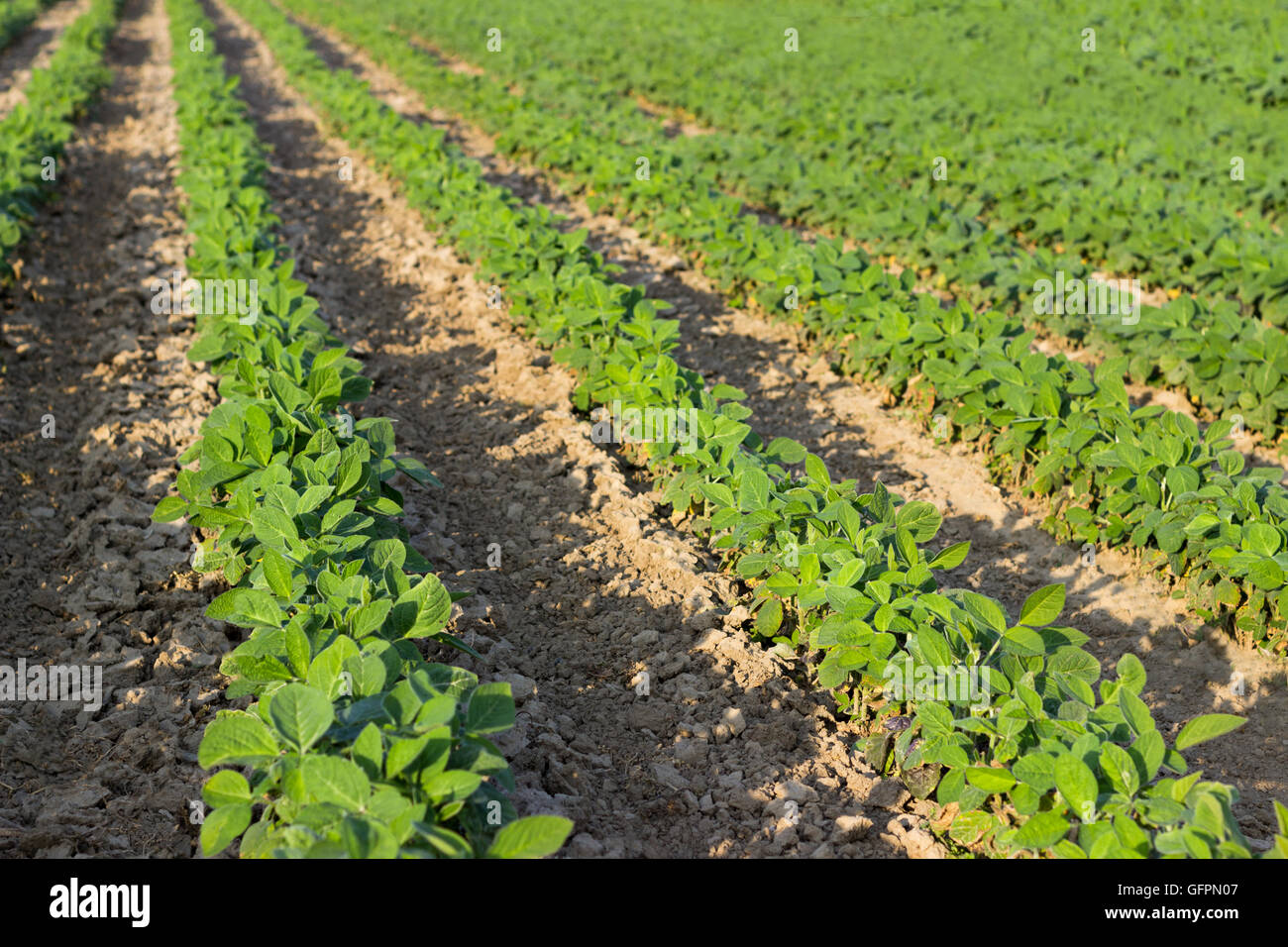 Rows of young soybean plants in a field Soybean Field Rows in summer ...