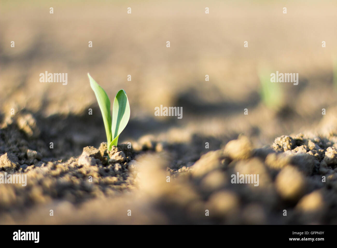 Young corn plant sprout growing from the ground, Agricultural Farm ...