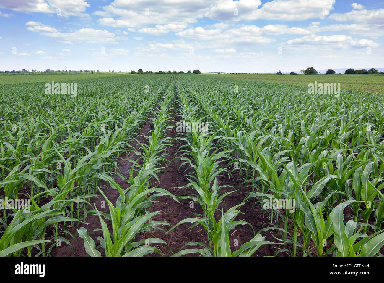 Green corn field,blue sky and sun on summer day. Green corn field ...