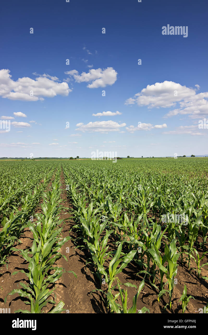 Green corn field,blue sky and sun on summer day. Green corn field ...