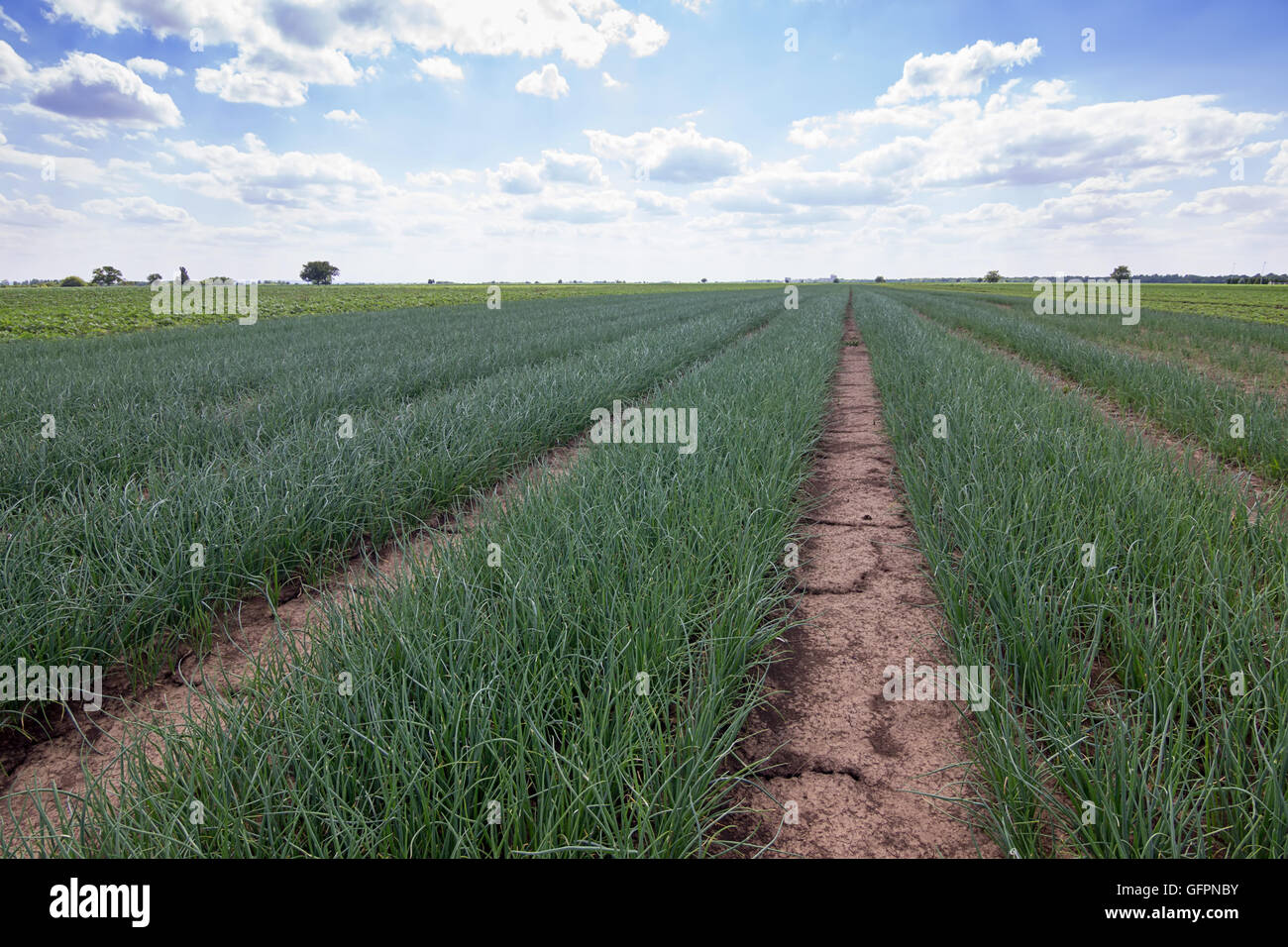 Rows of Onions, Onion Field, Onions plantations, Agricultural landscape ...