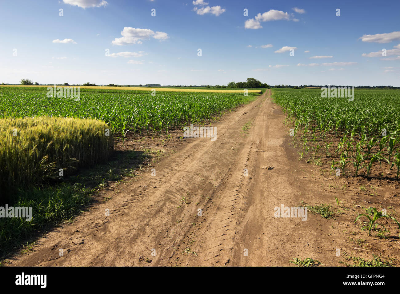 Summer landscape with country road and fields of Soy, Corn Field Dirt ...