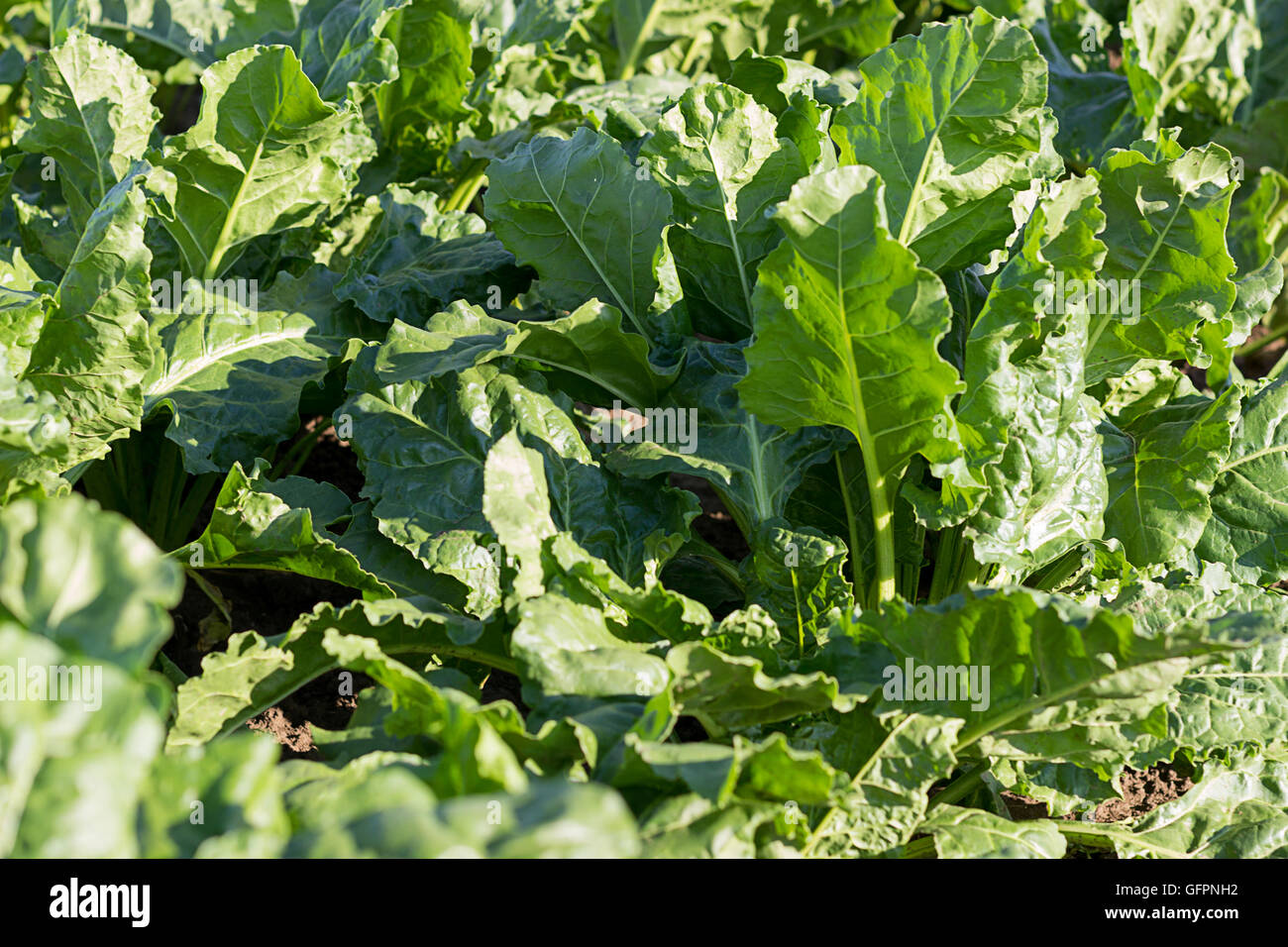 Sugar beet crops field, agricultural landscape. Sugar beet close up ...