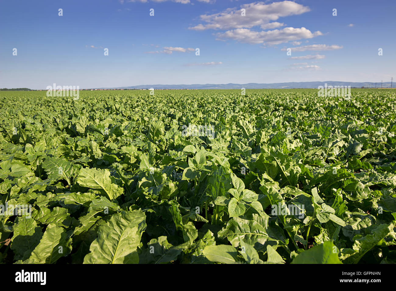 Sugar beet crops field, agricultural landscape. Summer landscape ...