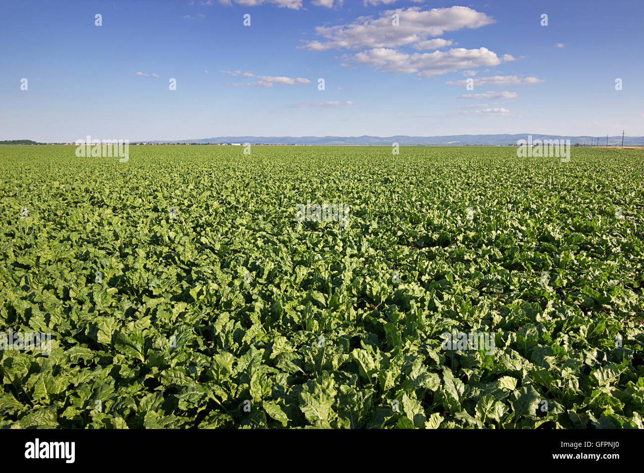 Sugar beet crops field, agricultural landscape. Summer landscape ...