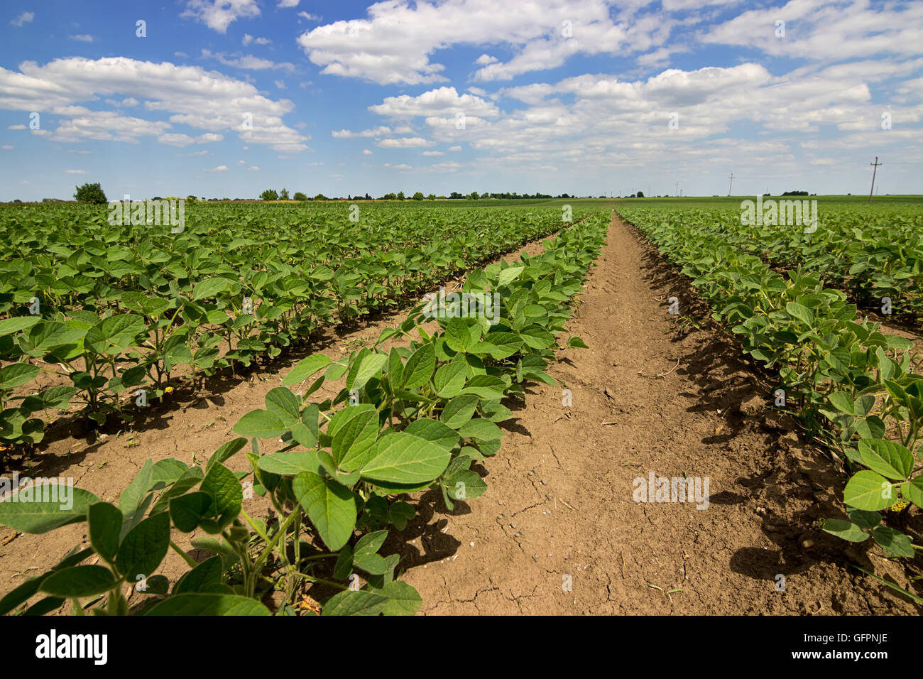 Green soybean plants close-up Rows of soy plants in a cultivated ...