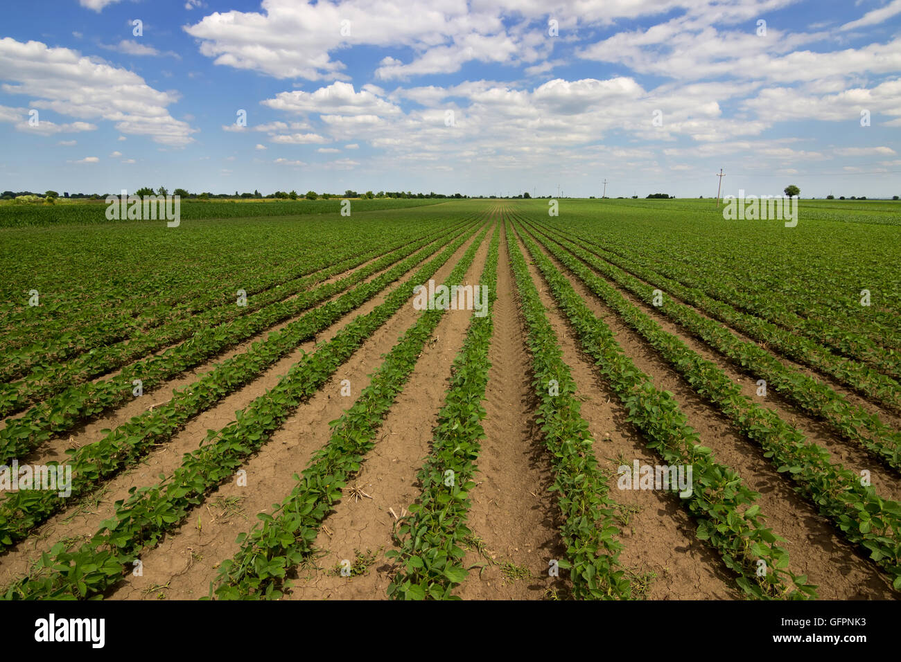 Soybean fields hi-res stock photography and images - Alamy