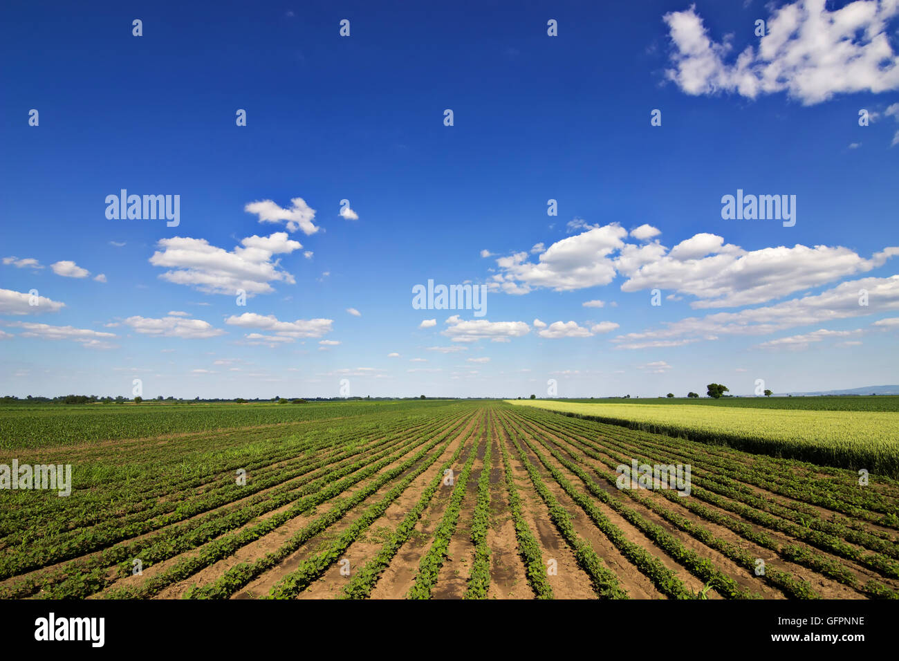 Rows of green soybeans against the blue sky. Soybean fields rows. Rows ...