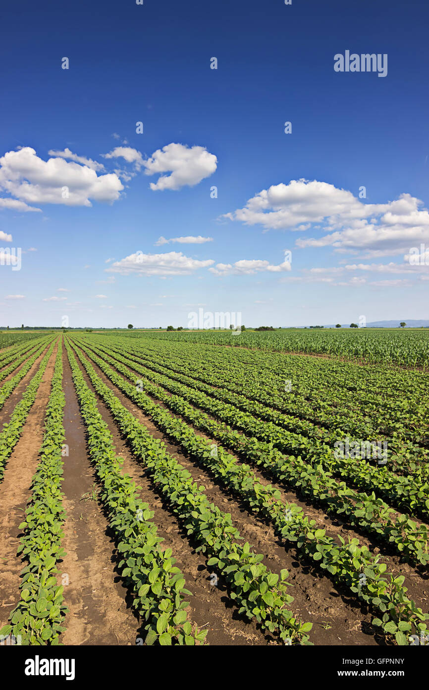 Rows of green soybeans against the blue sky. Soybean fields rows. Rows ...