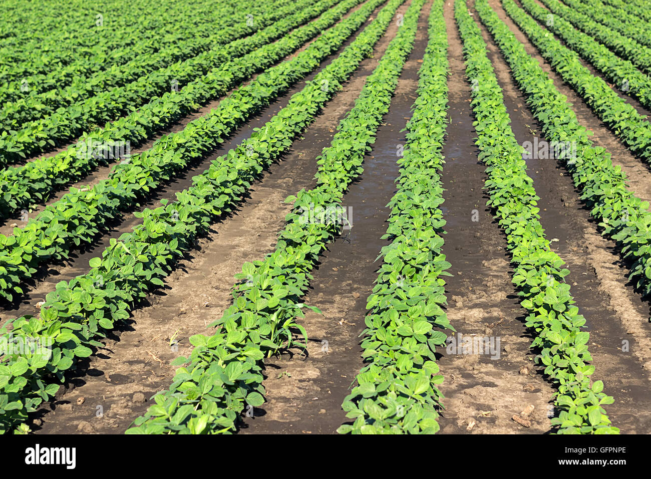 Rows of young soybean plants in a field Soybean Field Rows in summer ...