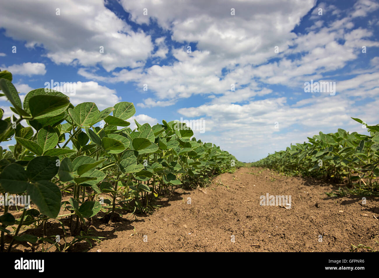 Soybean plants hi-res stock photography and images - Alamy