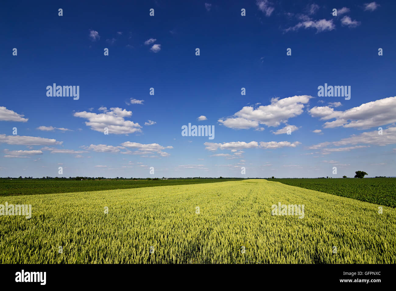 Wheat field and countryside scenery. Wheat Field and Clouds. Green ...