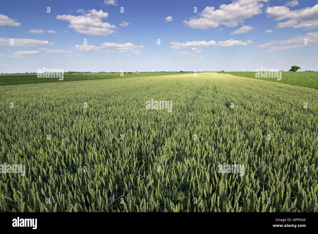 Wheat field and countryside scenery. Wheat Field and Clouds. Green ...