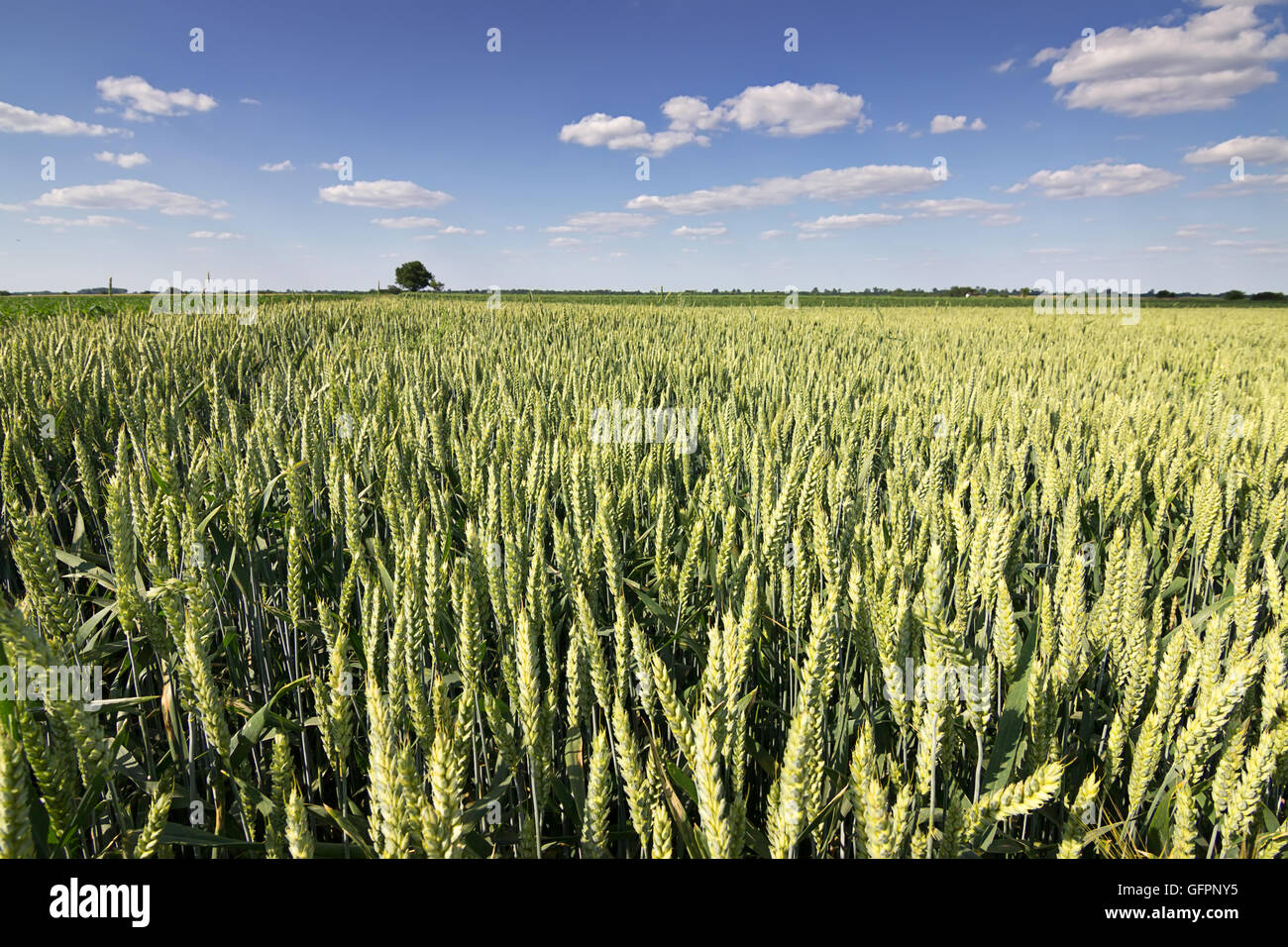 Wheat field and countryside scenery. Wheat Field and Clouds. Green ...