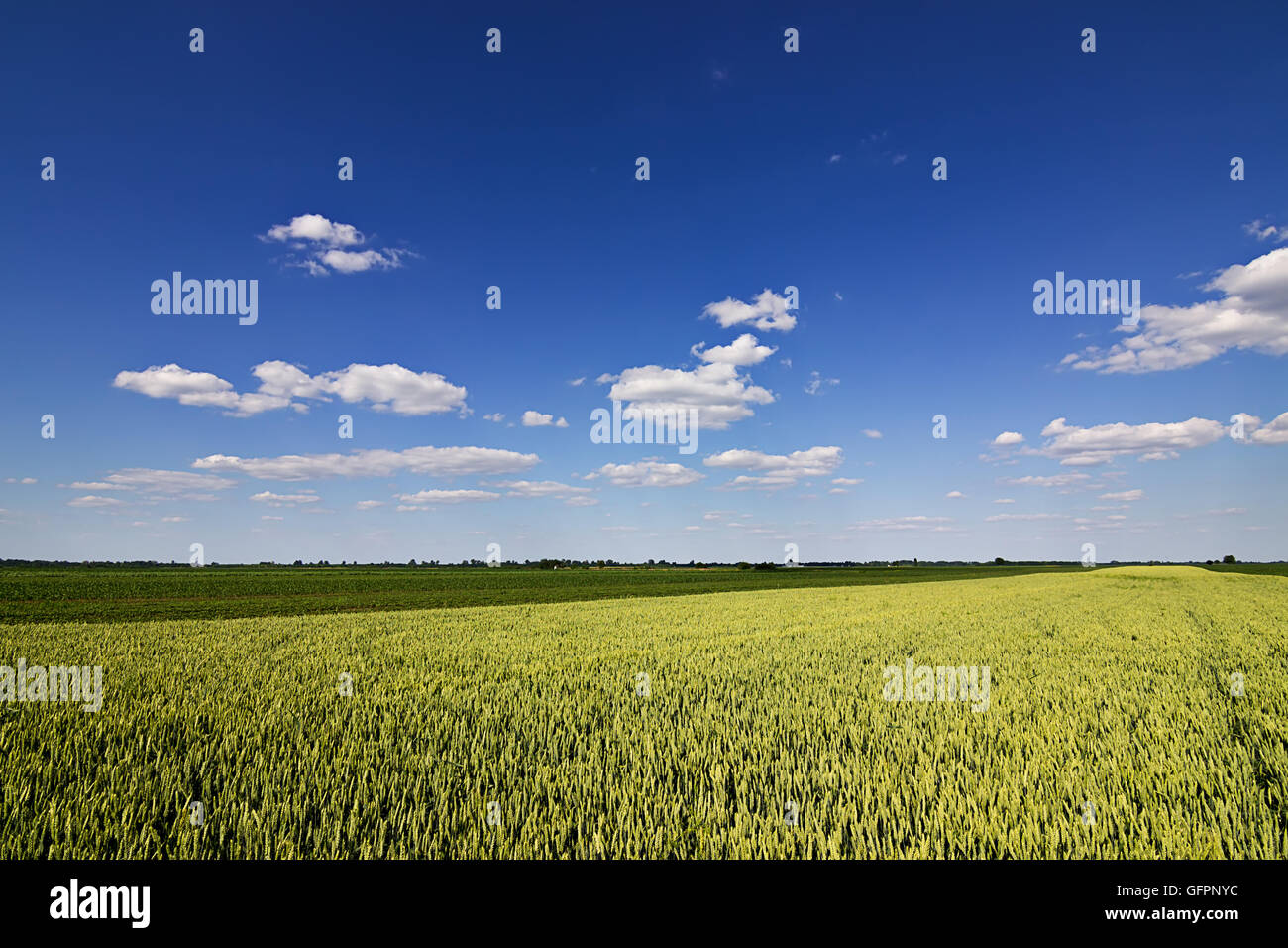 Wheat field and countryside scenery. Wheat Field and Clouds. Green ...