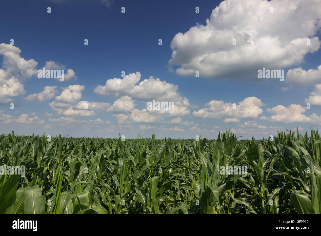Green corn field, blue sky on summer day. Corn Field. Green field with ...