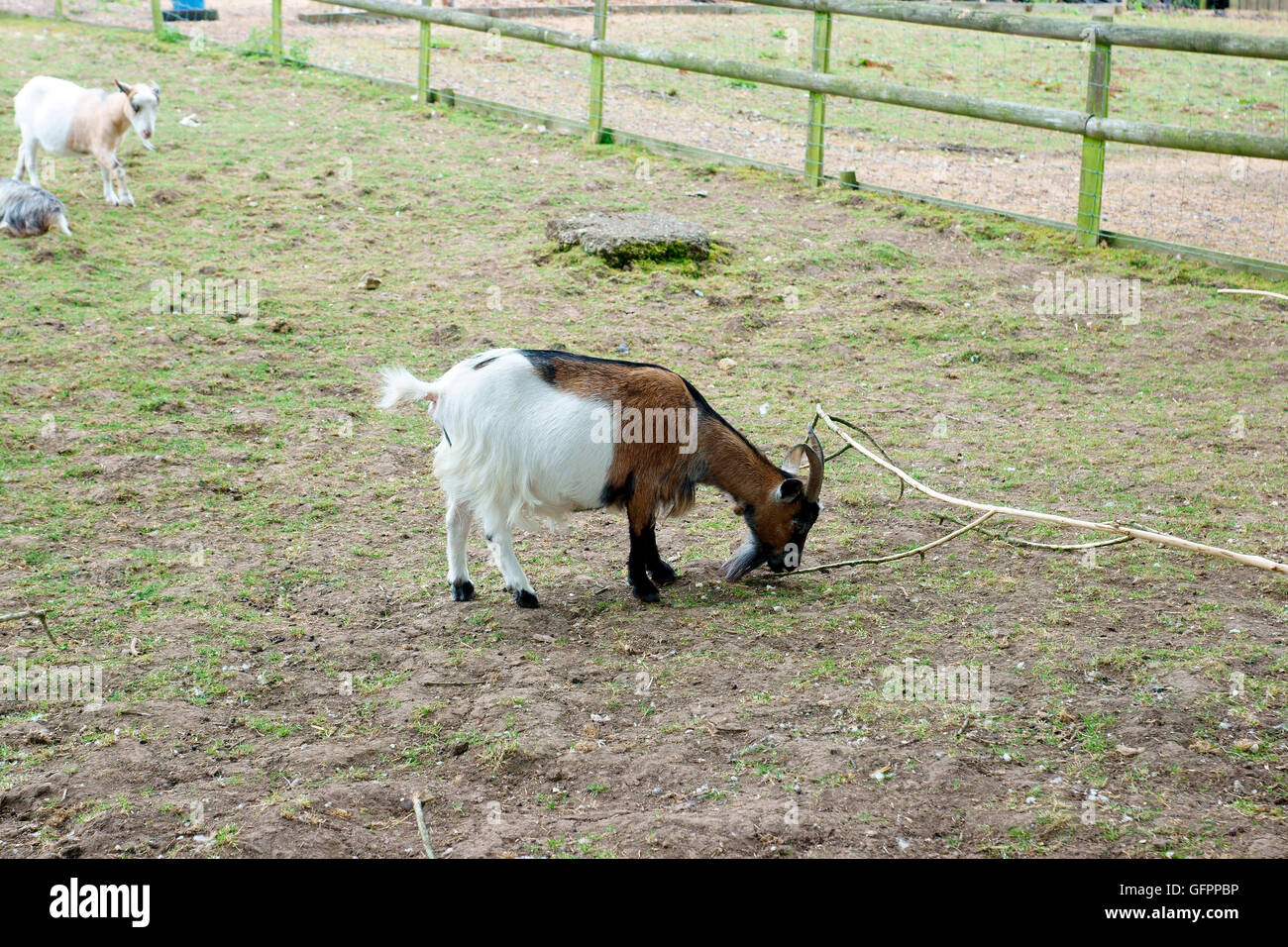 PYGMY GOAT GRAZING Stock Photo - Alamy