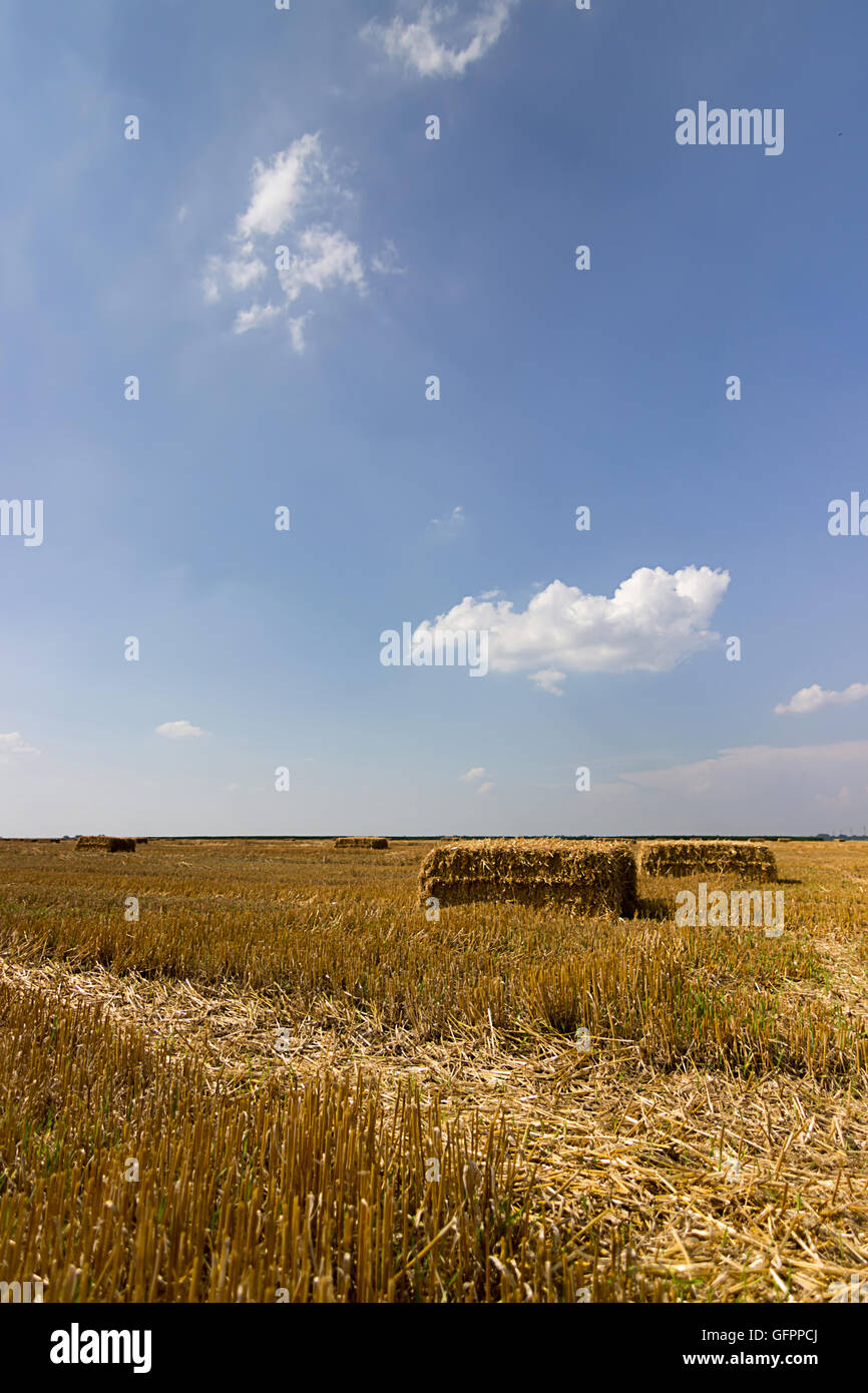 Golden square straw stack hi-res stock photography and images - Alamy