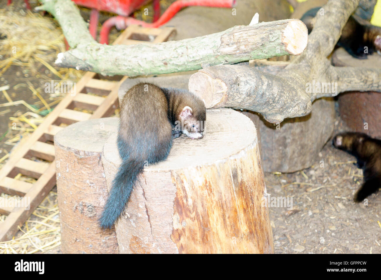 POLECATS FEEDING THIS LITTLE FELLA LICKING THE LOG! Stock Photo - Alamy